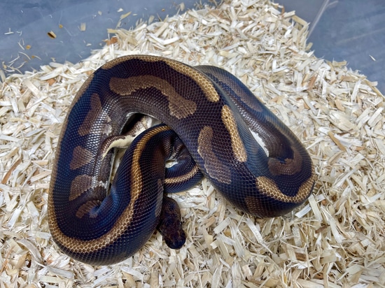 Leopard Enchi Suma Ball Python by Planet Python