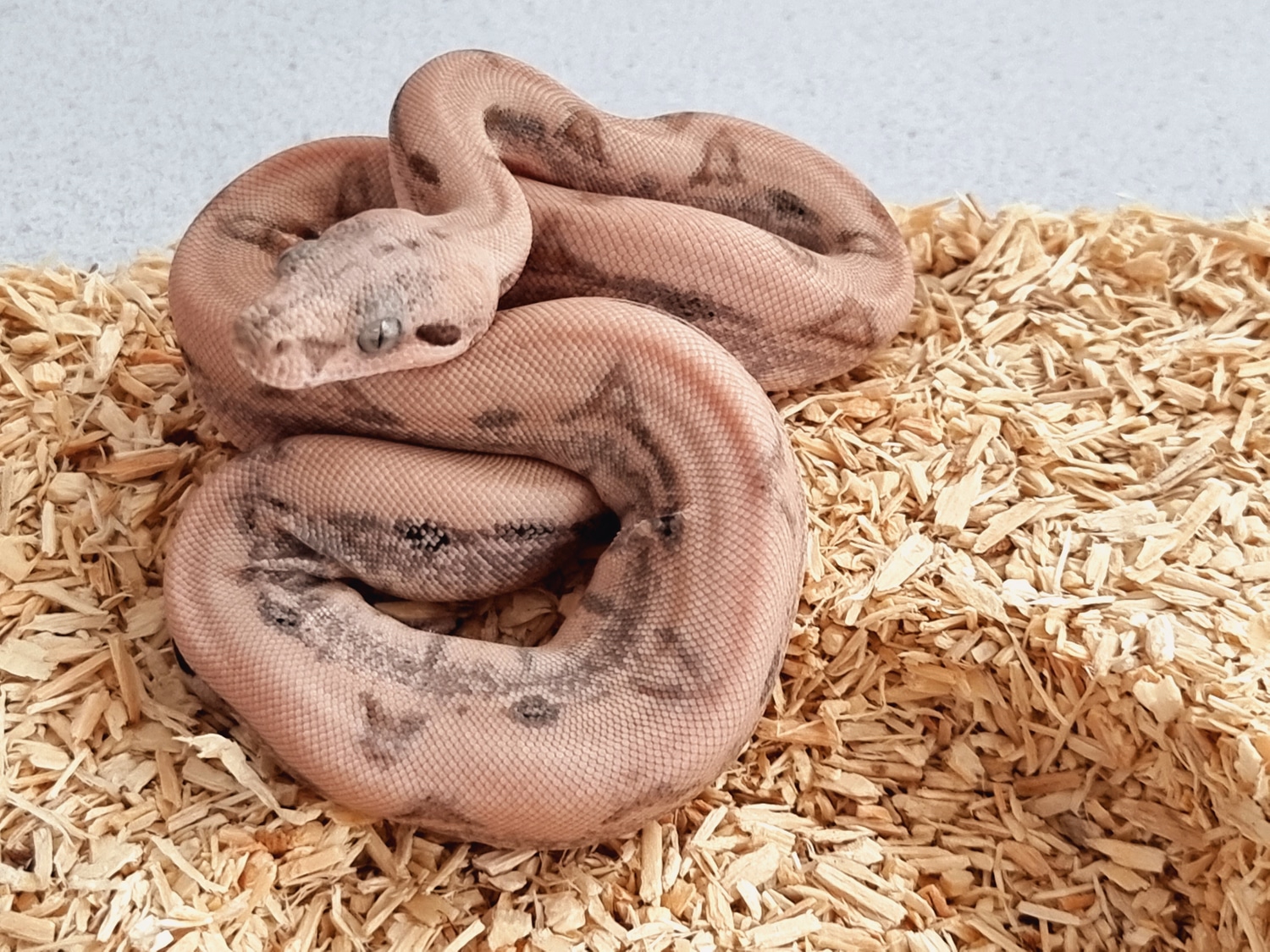 Scoria Het Sharp !special Price For Hamm! Boa Constrictor by ...