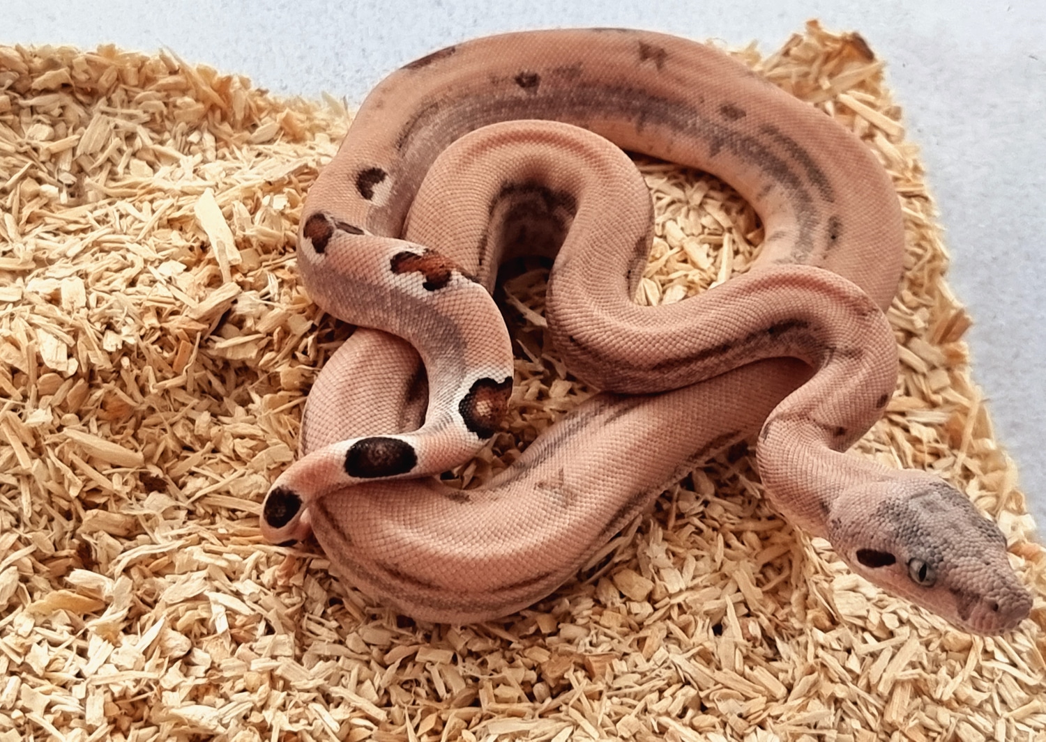 Scoria Het Sharp Boa Constrictor by Schlangenbauer - MorphMarket