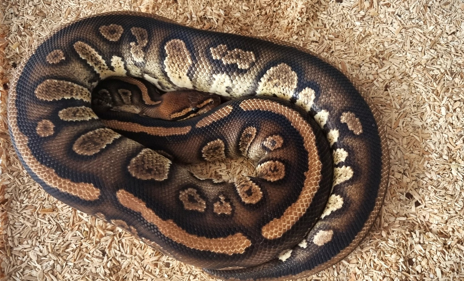 Proven Stranger Het Clown Ball Python by Schlangenbauer - MorphMarket