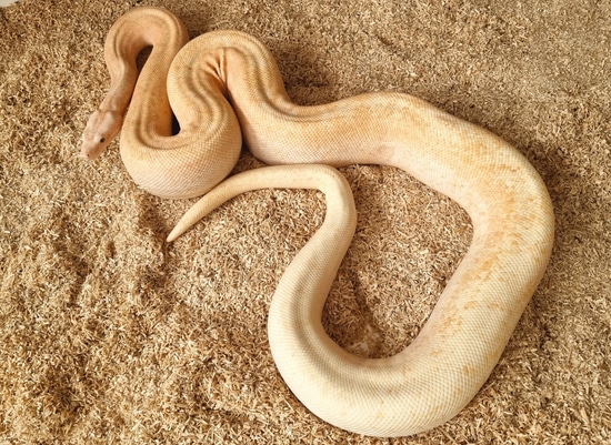 Hypo Crystal Ph Vpi Boa Constrictor by Schlangenbauer
