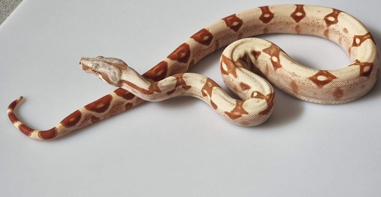 Sunglow VPI Fire Boa Constrictor by Schlangenbauer - MorphMarket