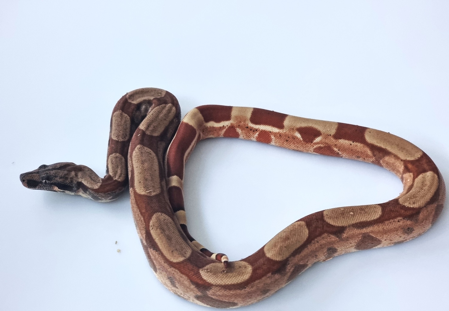 Hypo Roswell Laddertail Het Sunglow Boa Constrictor by Schlangenbauer ...