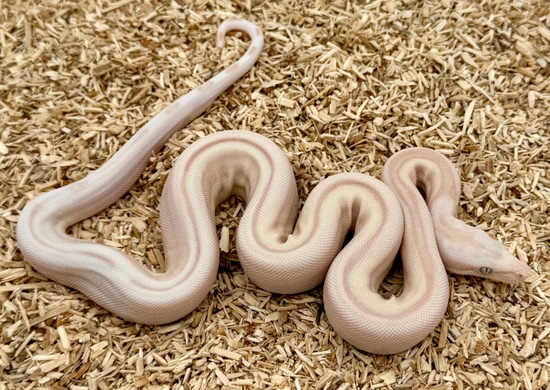 HAMM SALE 20% Off! Hypo Crystal Ph VPI Boa Constrictor by Schlangenbauer