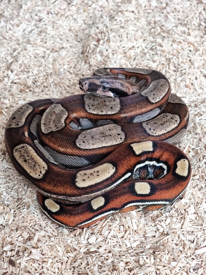 Handover Hamm Only! 1.0 RLT Het Albino Boa Constrictor by Schlangenbauer