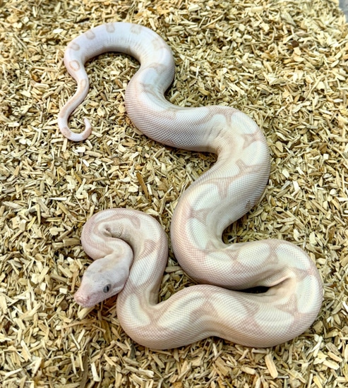 Hypo Crystal Poss Het VPI Boa Constrictor by Schlangenbauer