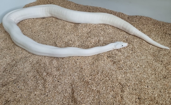 Superfire - Holdback - Pure White - 4kg Boa Constrictor by Schlangenbauer