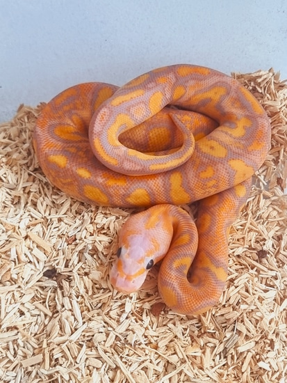 Banana Stranger Clown (Female Maker) Ball Python by Schlangenbauer