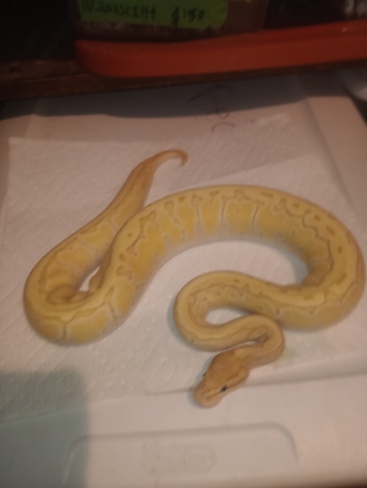 Banana Lesser Pinstripe Ball Python by Schneiders reptiles