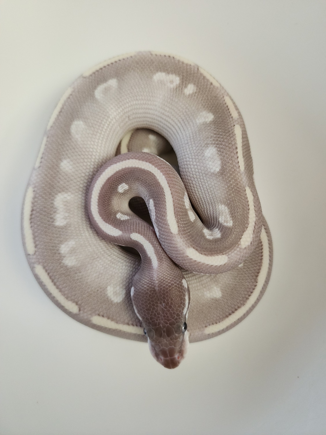 Leopard Super Mojave Ball Python by Indominus Reptiles - MorphMarket