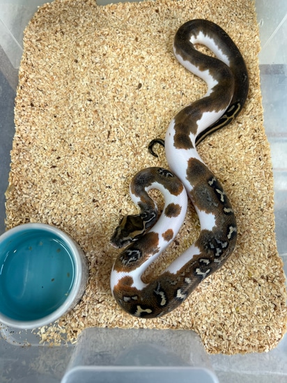 Piebald 66% Het Caramel Burmese Python by Palatinate Reptiles