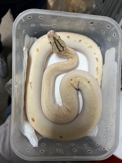 Smoke Burmese Python by Palatinate Reptiles