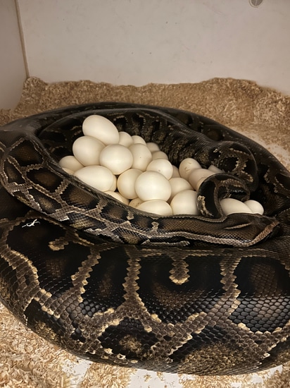 Hetero Caramel Piebald Female Burmese Python by Palatinate Reptiles