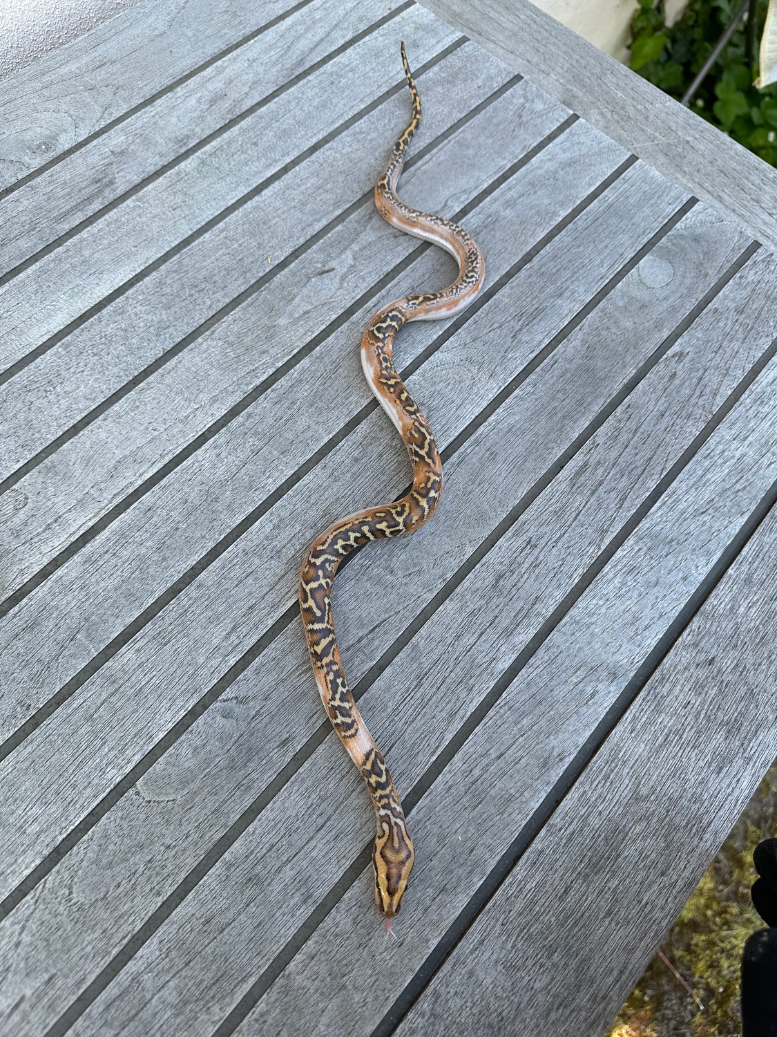 Caramel Piebald Burmese Python by Palatinate Reptiles - MorphMarket