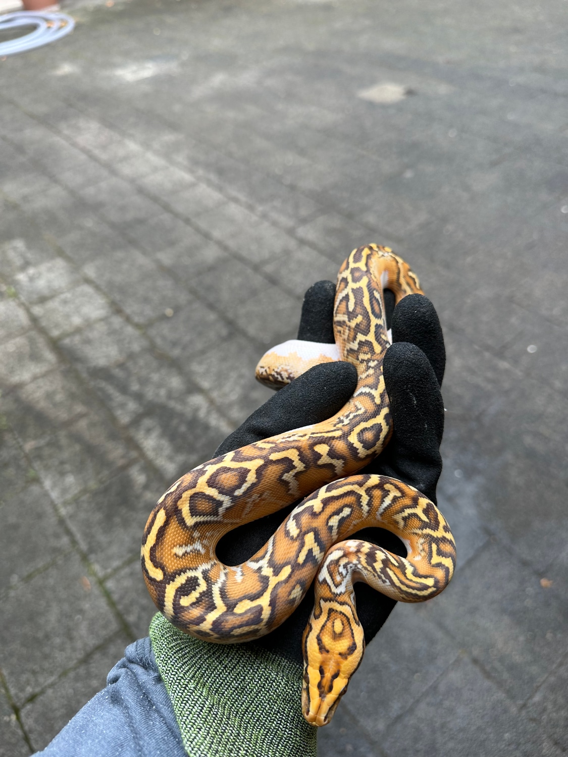 Caramel Piebald Burmese Python by Palatinate Reptiles - MorphMarket