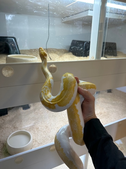 Albino Piebald Burmese Python by Palatinate Reptiles