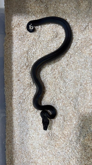 Super Motley IMG Boa Constrictor by Palatinate Reptiles