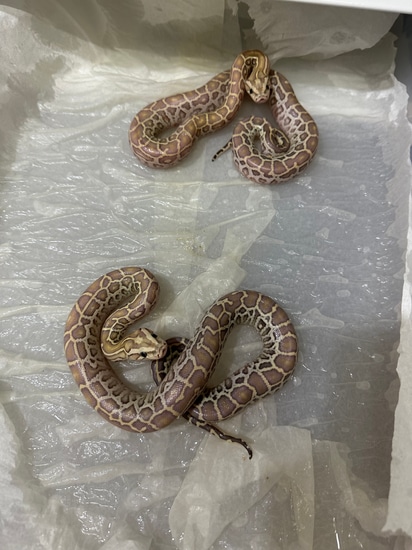 4 Het Albino Caramel Labyrinth Piebald Burmese Python by Palatinate ...