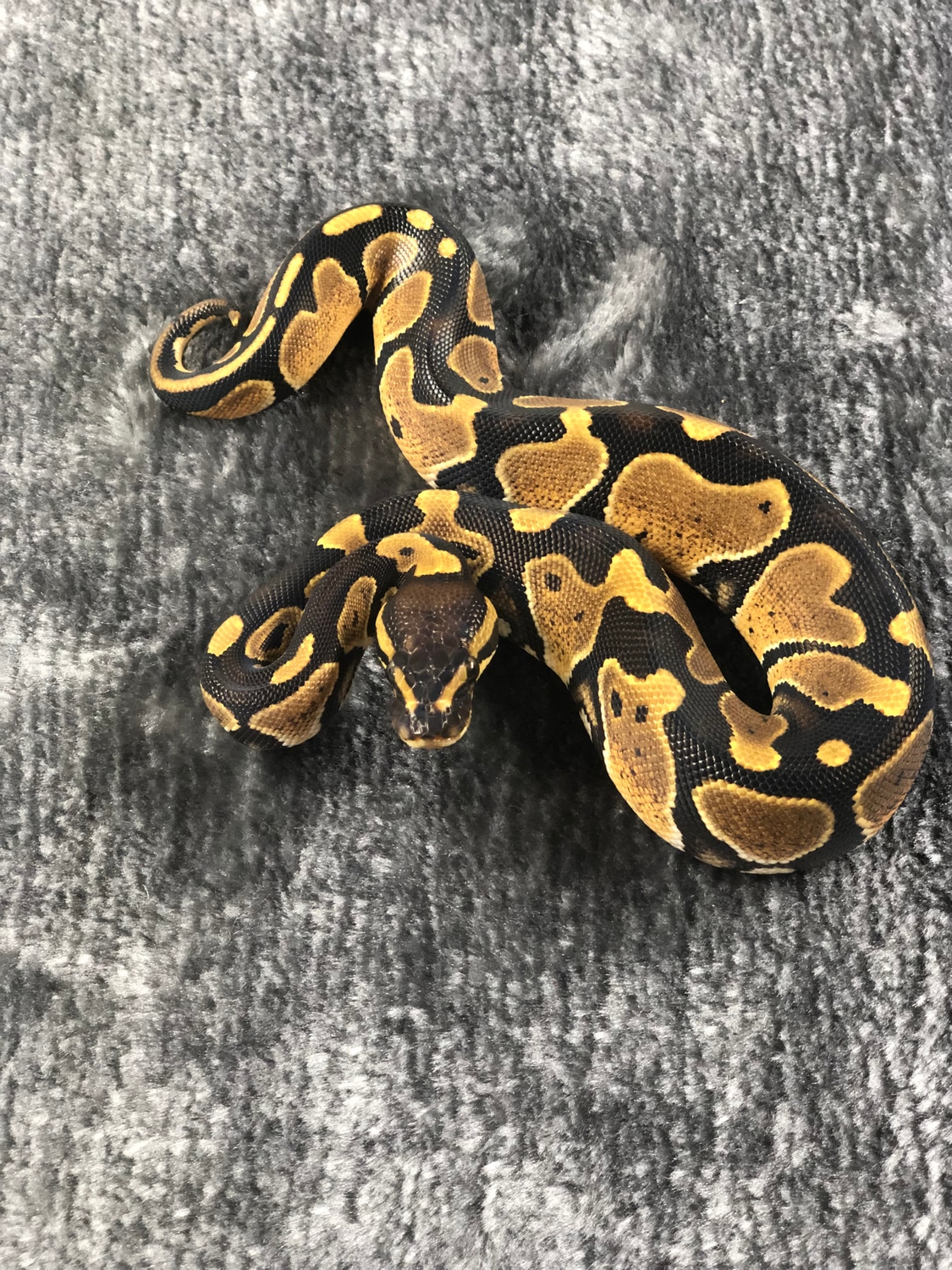 Het Piebald Ball Python by Schumann & Sons Pythons - MorphMarket