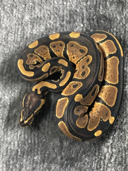 Het Piebald Ball Python by Schumann & Sons Pythons