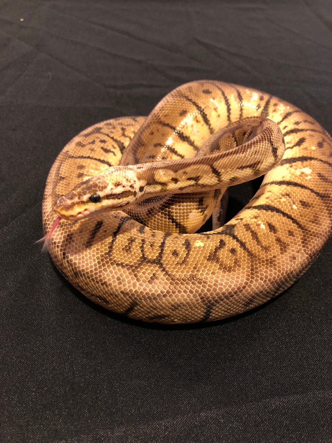 Black Widow Ball Python by Schumann & Sons Pythons - MorphMarket