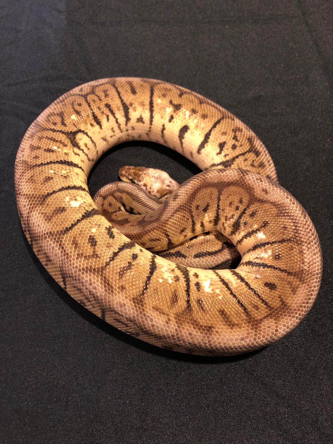 Black Widow Ball Python by Schumann & Sons Pythons - MorphMarket