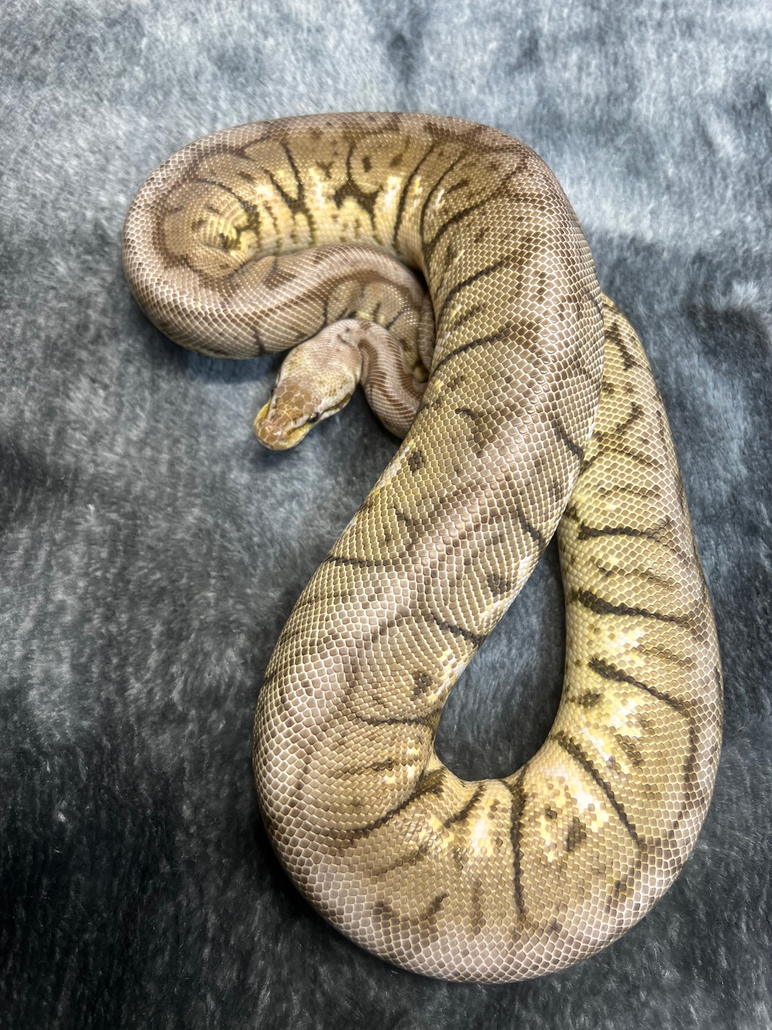 Black Widow Ball Python by Schumann & Sons Pythons - MorphMarket