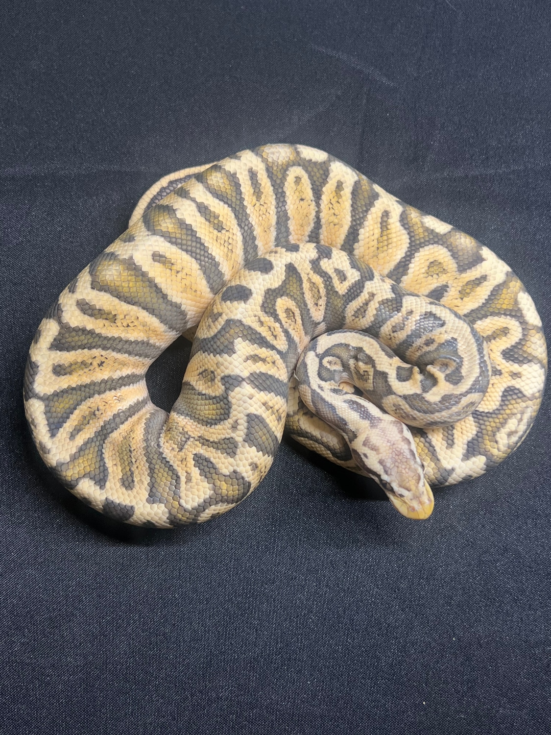 Super Pastel GHI Ball Python by Schumann & Sons Pythons - MorphMarket