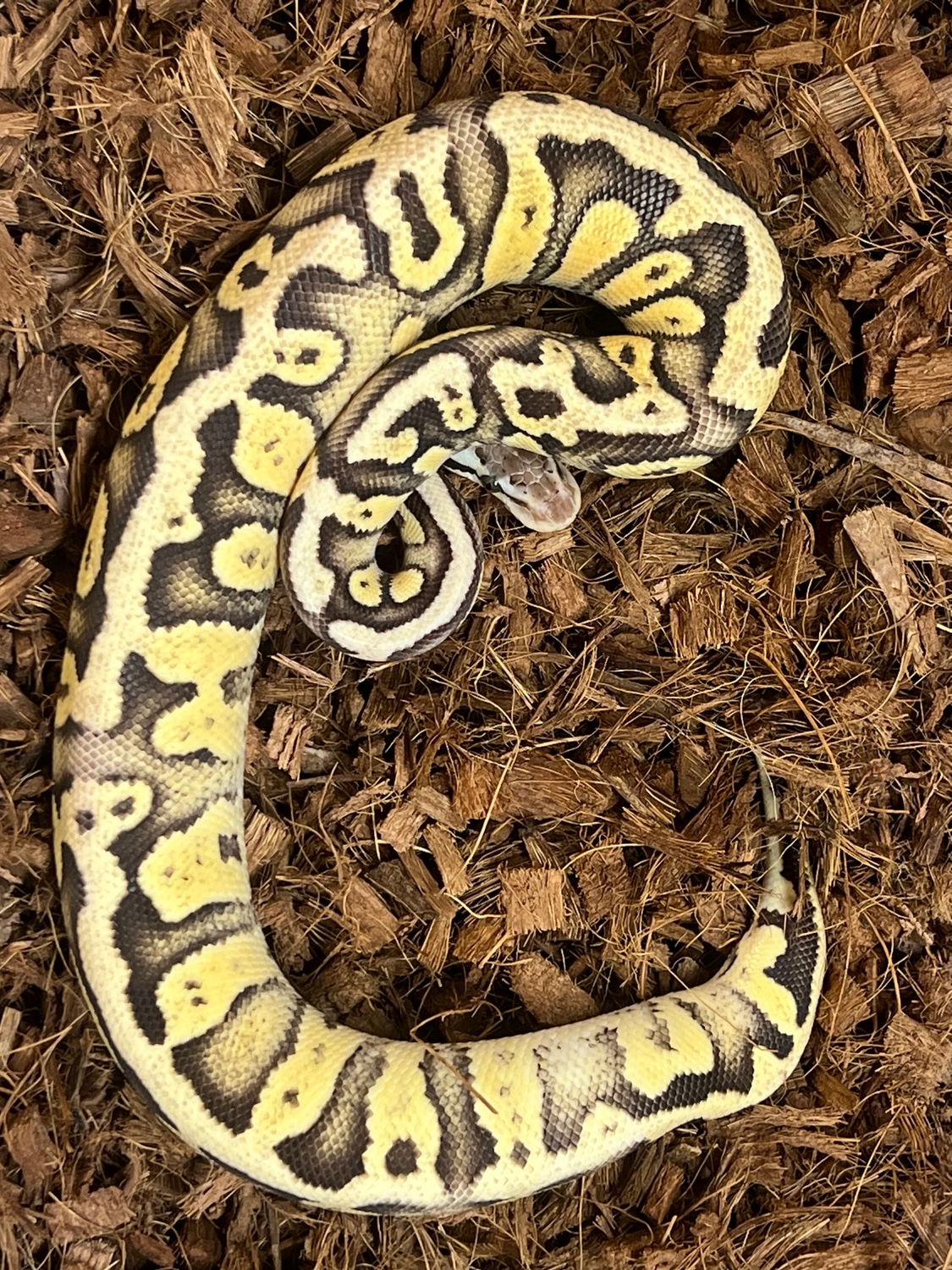 2021 Blade Firefly Het Clown Ball Python by Schumann & Sons Pythons ...