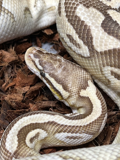 Pastave Ball Python by Schumann & Sons Pythons