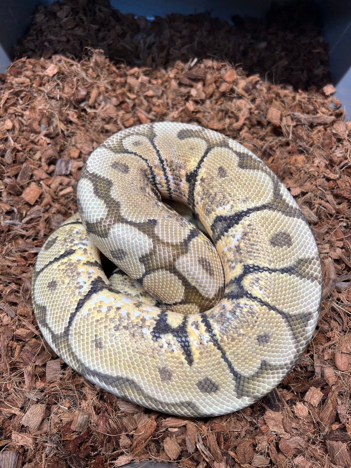 Pastel Woma Possible Yellowbelly Ball Python by Schumann & Sons Pythons ...