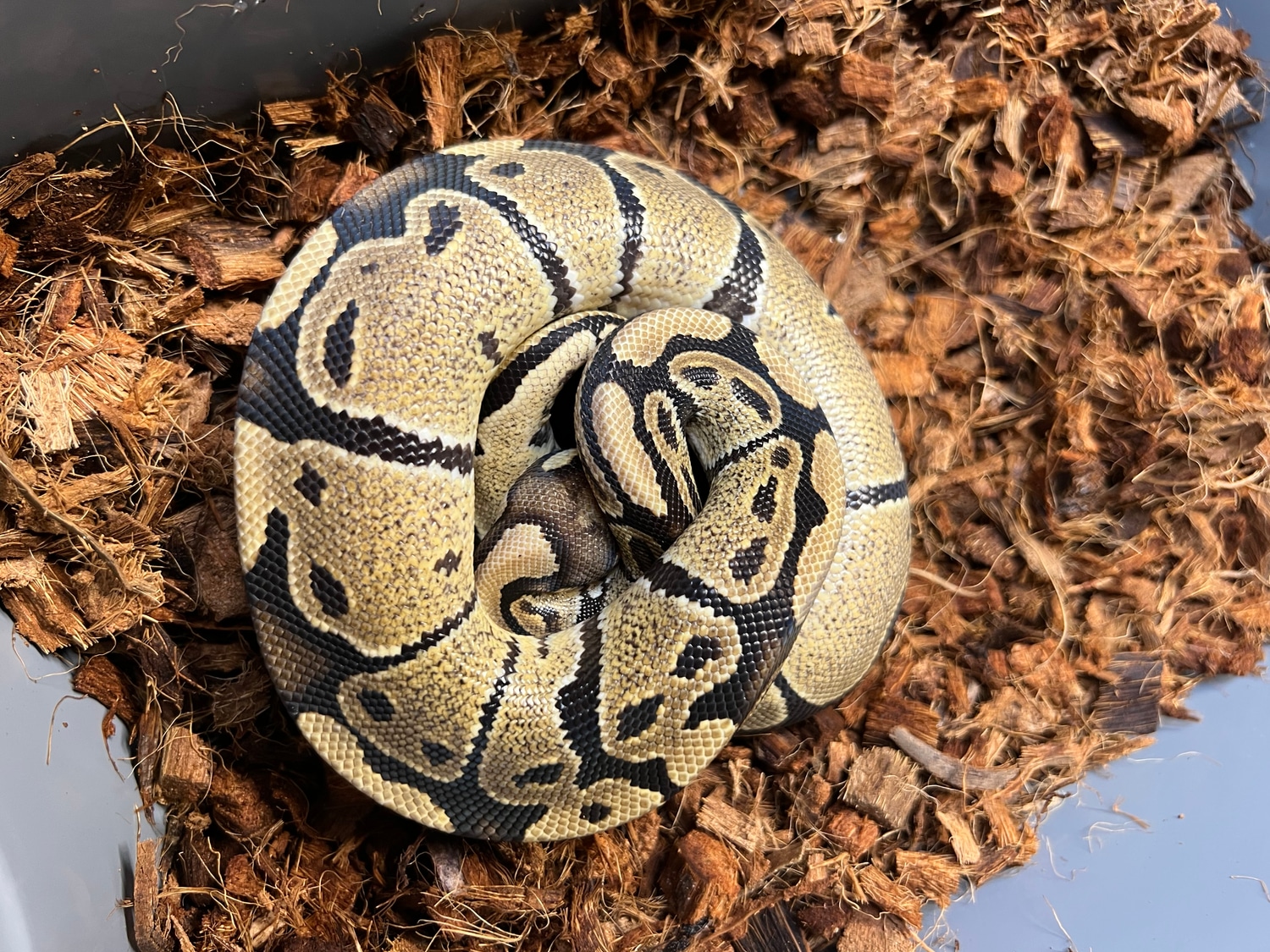 Disco Or Fire Ball Python by Schumann & Sons Pythons - MorphMarket