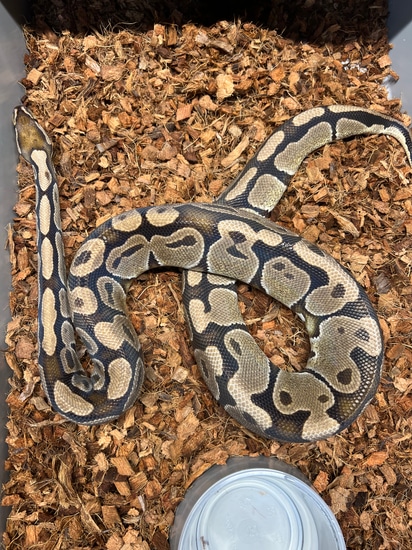 Special Ball Python by Schumann & Sons Pythons