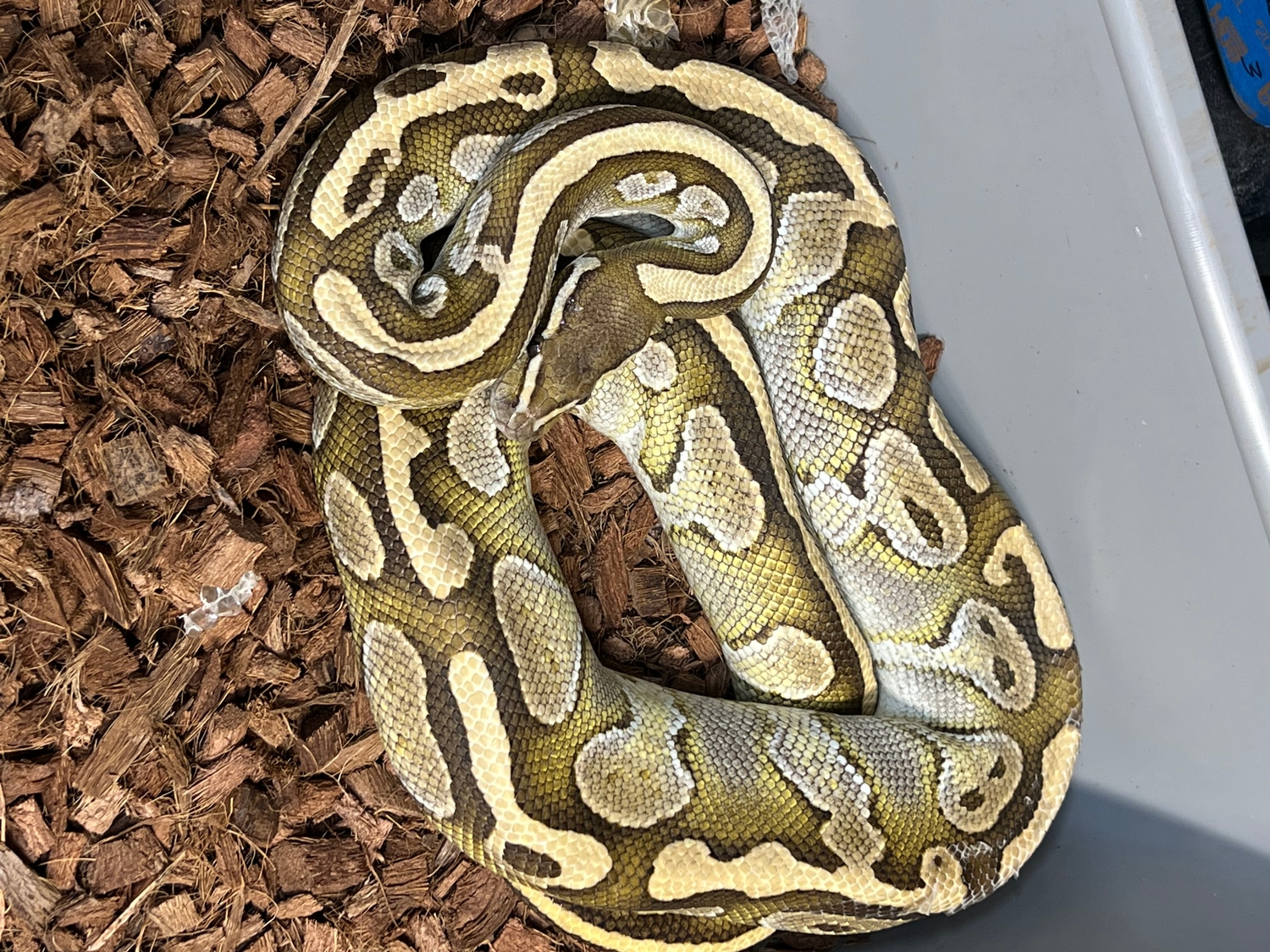 Lesser Ball Python by Schumann & Sons Pythons - MorphMarket