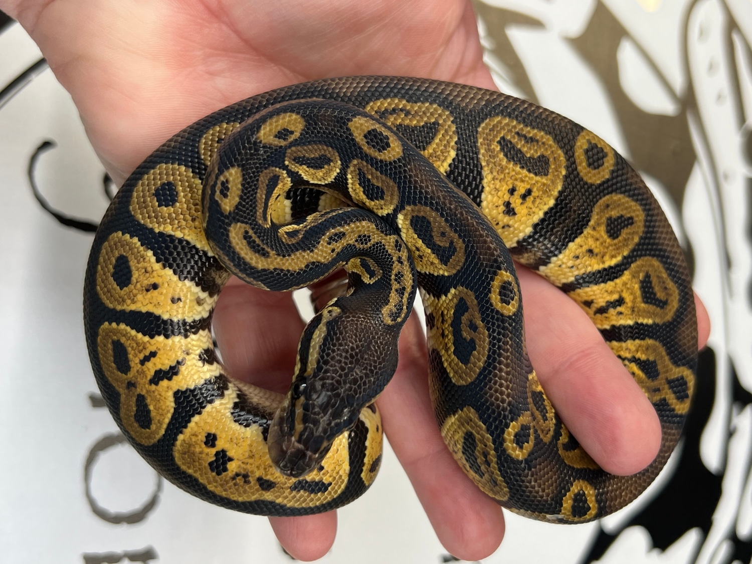 Pastel Blackhead Ball Python by Schumann & Sons Pythons - MorphMarket