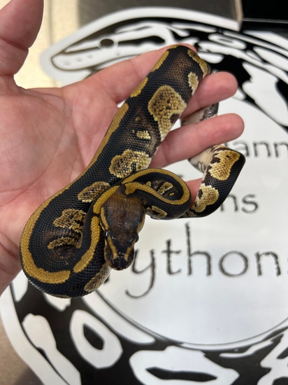 Stranger 66% Het Clown Ball Python by Schumann & Sons Pythons