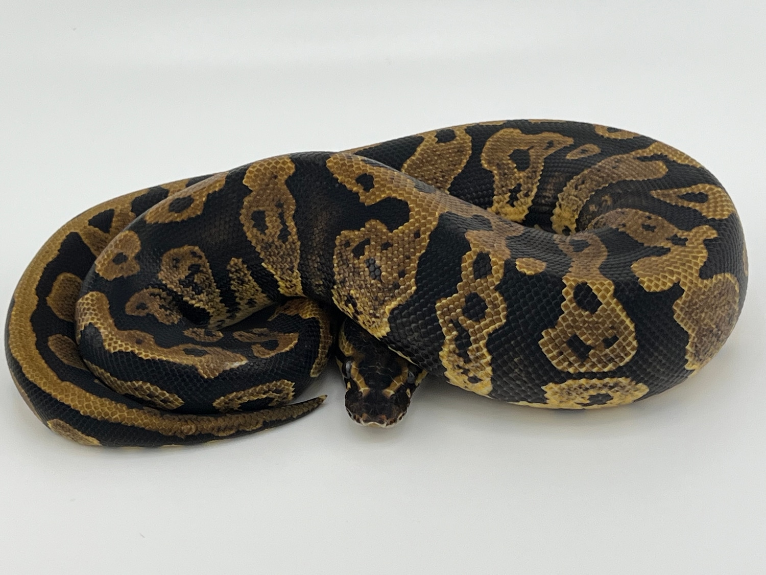 Acid, Poss. YB - Free Shipping Ball Python by Schumann & Sons Pythons ...