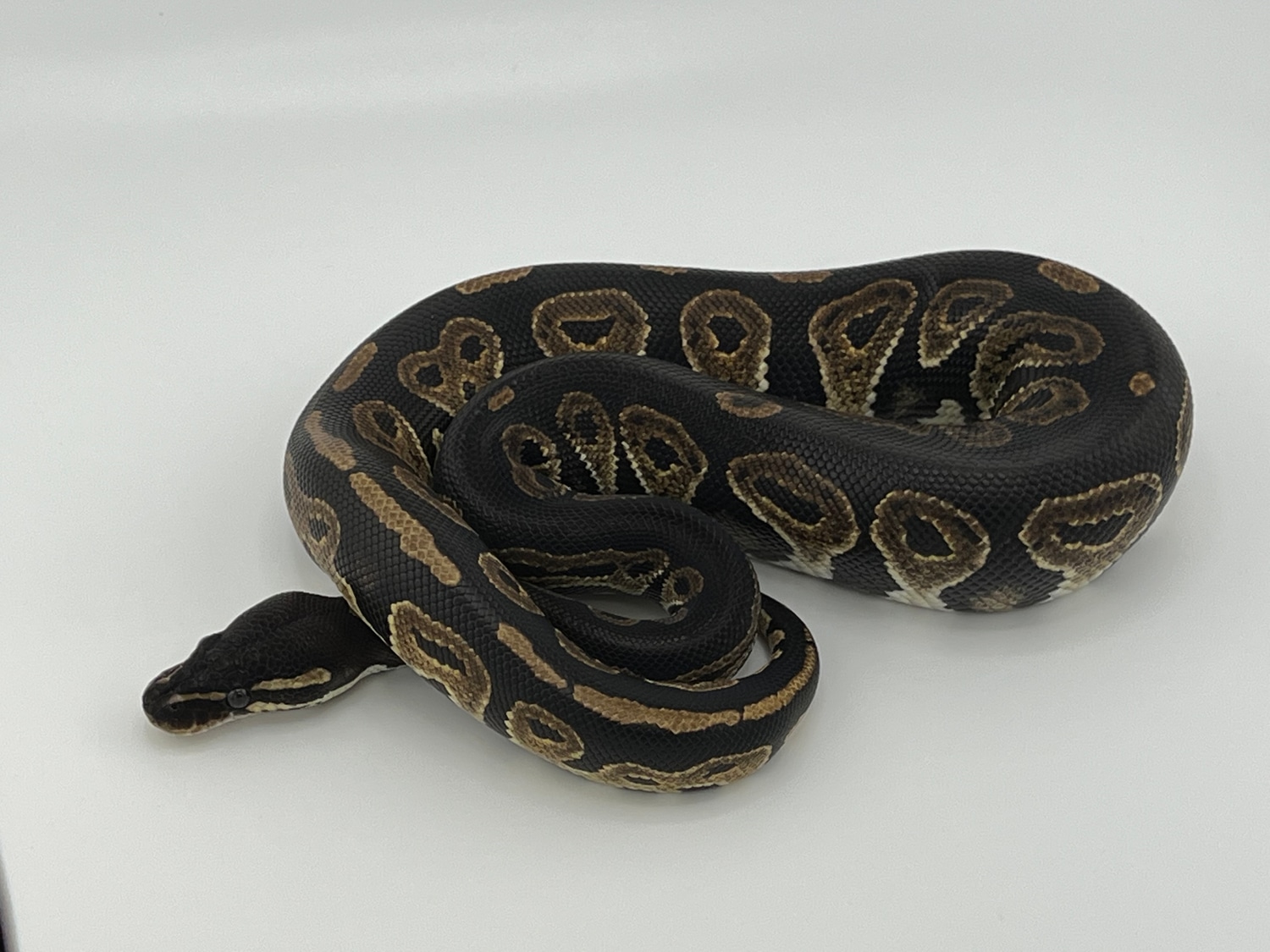 Blackhead HRA Ball Python by Schumann & Sons Pythons - MorphMarket