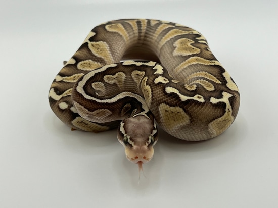 GHI Pastel Butter Hypo Ball Python by Schumann & Sons Pythons