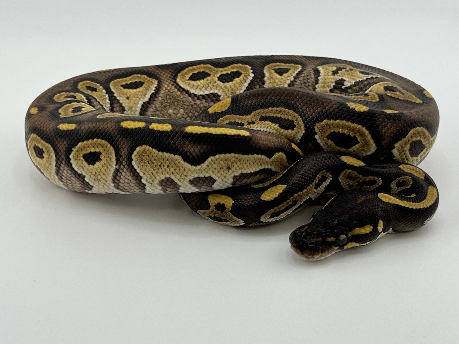 Blackhead HRA Mystic Ball Python by Schumann & Sons Pythons - MorphMarket