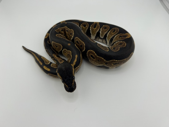 Blackhead HRA Ball Python by Schumann & Sons Pythons