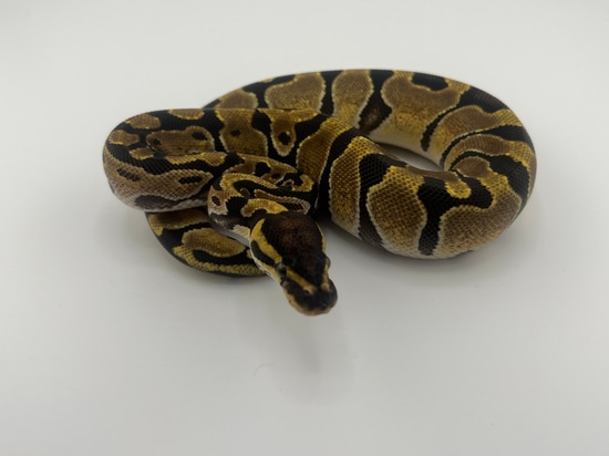Mystic Enchi Ball Python by Schumann & Sons Pythons
