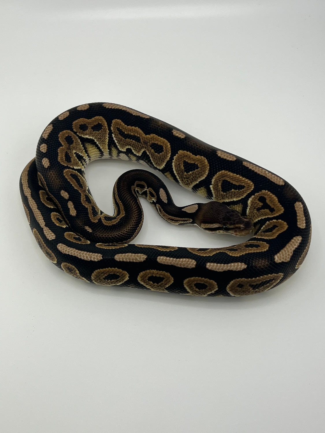 Cinnamon Het Ultramel Ball Python by Schumann & Sons Pythons - MorphMarket