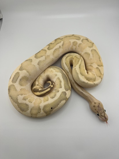 Leopard Puma Het Puzzle - Free Shipping! Ball Python by Schumann & Sons Pythons
