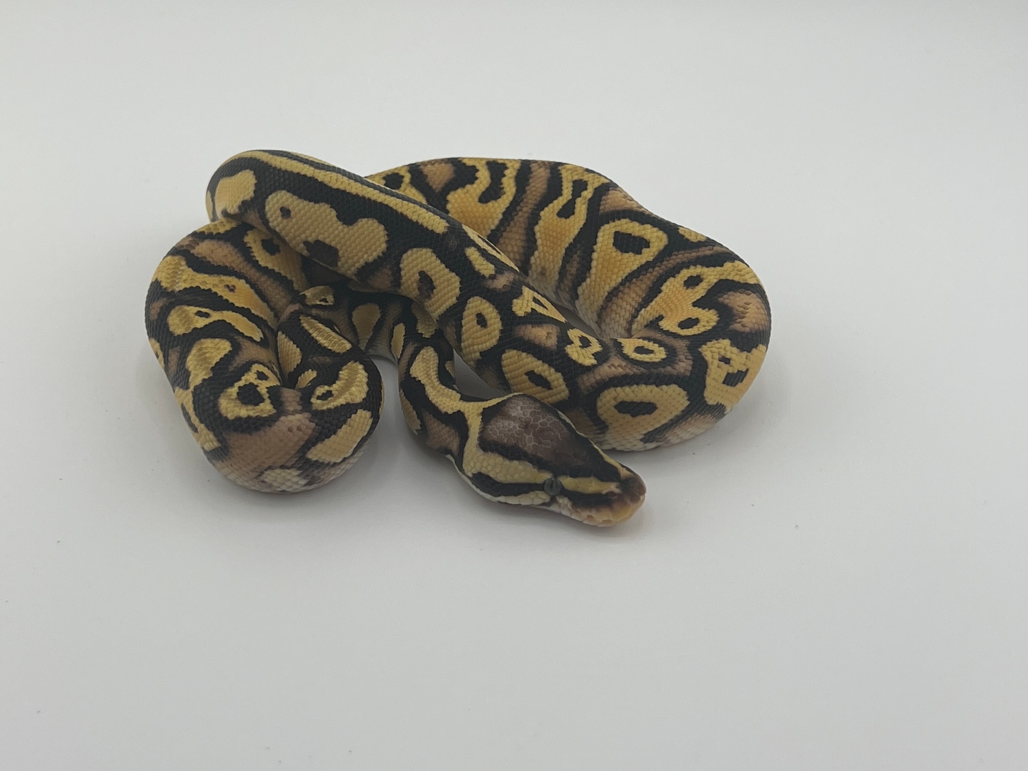 Pastel OD YB/Gravel Het Clown - Free Shipping! Ball Python by Schumann ...