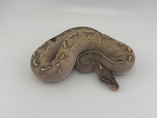 Highway Het Clown Ball Python by Schumann & Sons Pythons