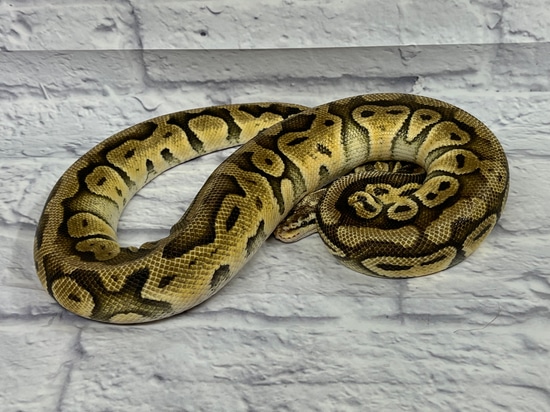 Super Pastel Het Clown Ball Python by Schumann & Sons Pythons