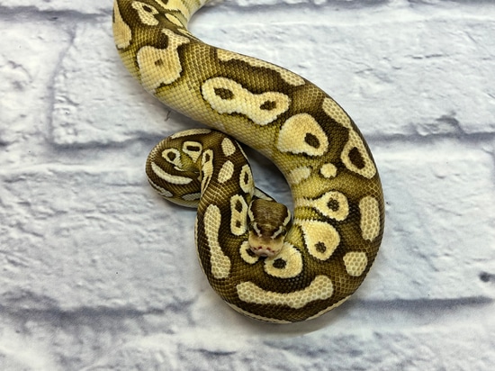 Pastel Butter Hypo Ball Python by Schumann & Sons Pythons