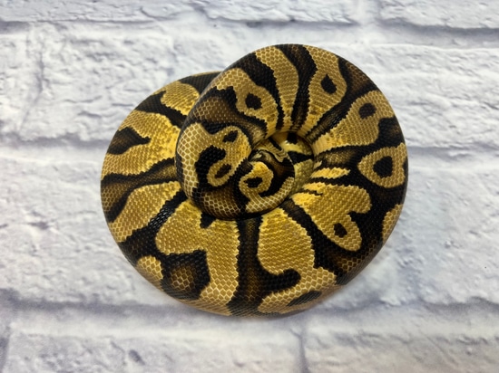 Pastel Orange Dream Yellowbelly Enchi Het Clown Ball Python by Schumann ...