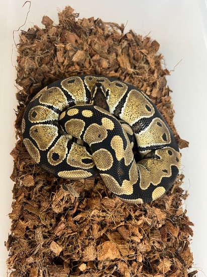 Het VPI Axanthic Ball Python by Schumann & Sons Pythons